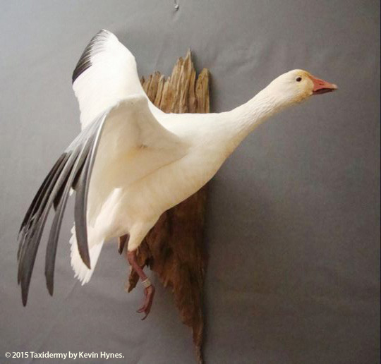 Taxidermy By Kevin Hynes