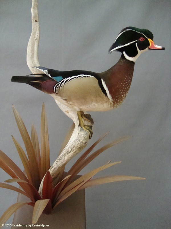 Taxidermy By Kevin Hynes